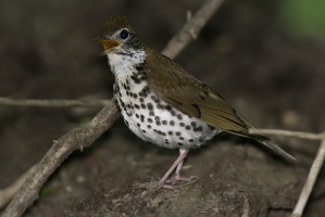 The Caged Thrush Freed And Home Again (Villanelle) – Poem by Thomas ...