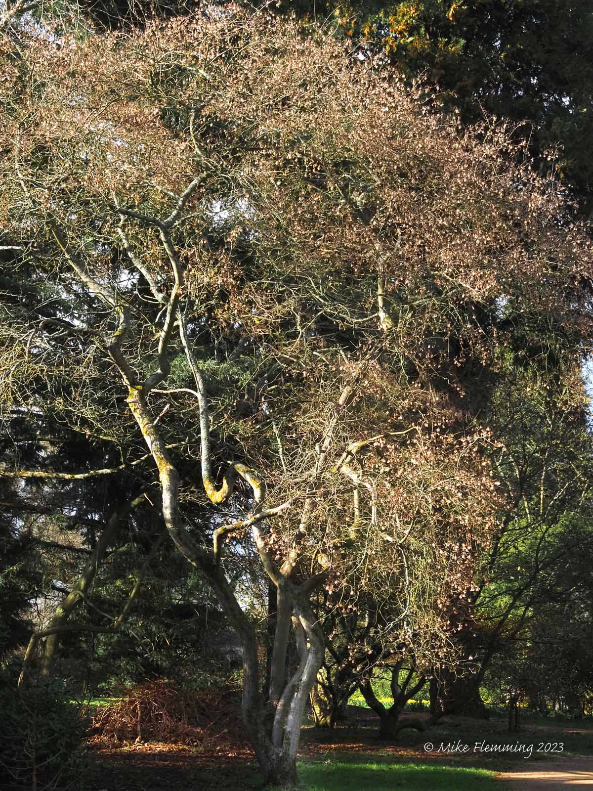 Lovely trees – How my heart sings