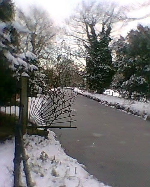 Loveliest of Trees by A. E. Housman – – How my heart sings