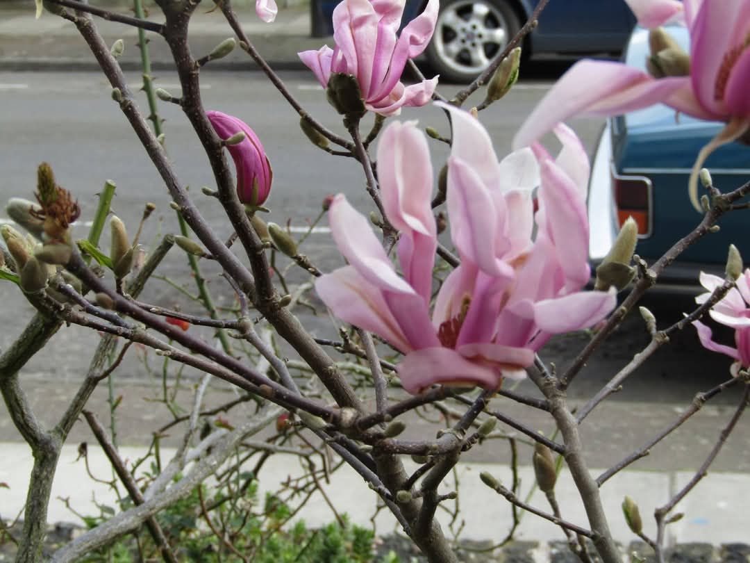 Understanding Spondee: Definition and Examples of Spondee in Poetry ...